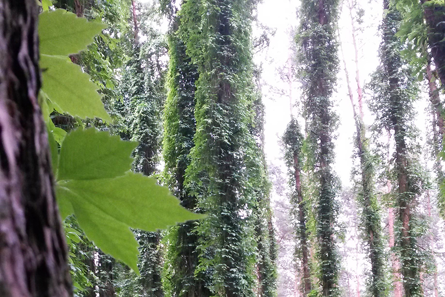 Stadt­verwaltung OT Fichten­walde - Startseite